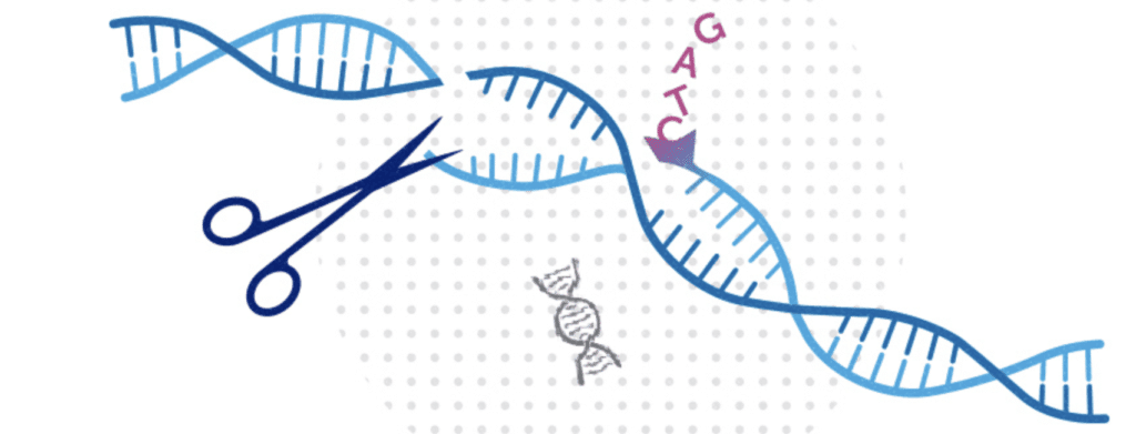SeekRNA Paves the Way for More Precise Genetic Engineering - Labcritics