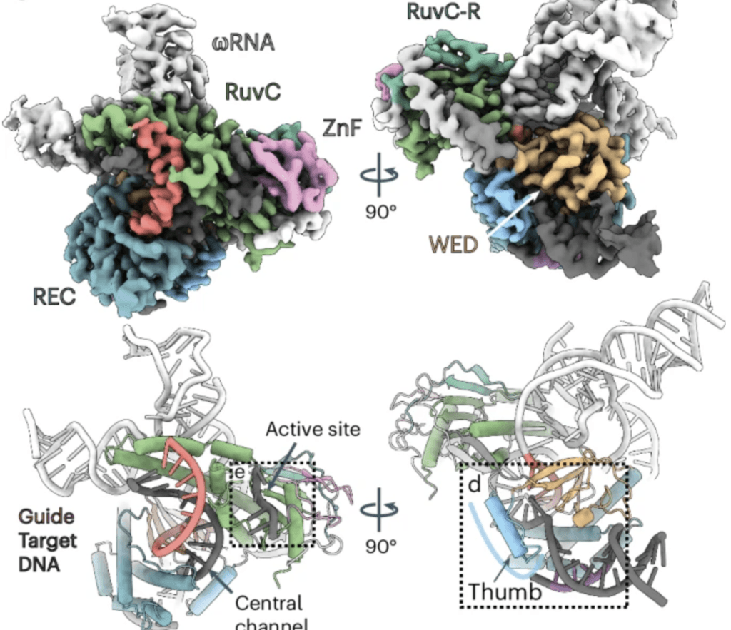New Eukaryotic Genome-Editing Protein Shows Potential for Future of ...