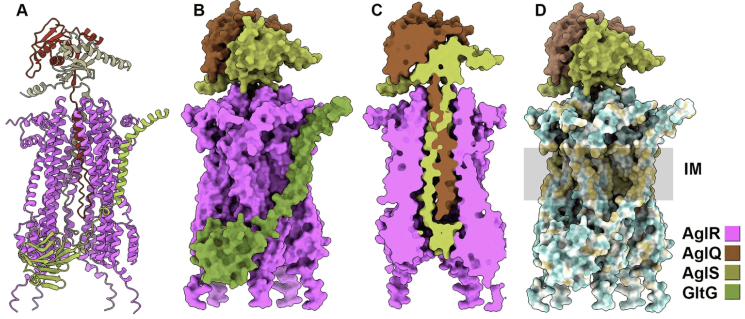 AlphaFold Reveals the Structure of a Key Protein Complex Responsible ...